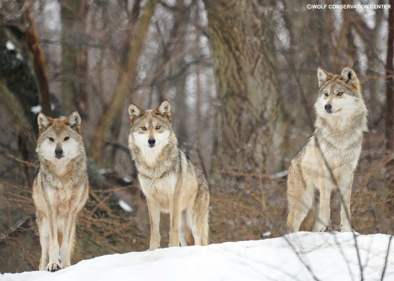 When Did Dire Wolves Go Extinct? - A-Z Animals