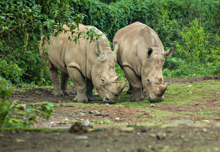 What Do Rhinos Eat? - A-Z Animals