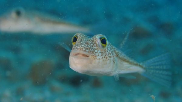 The Creative Way the Pufferfish Attracts a Mate - A-Z Animals
