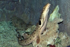 Meet the Walking Shark That Crawls Instead of Swimming for Survival - A ...