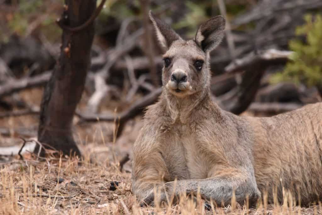 Kangaroo Muscle Mania: The Secret Behind Their Buff Bodies - A-Z Animals