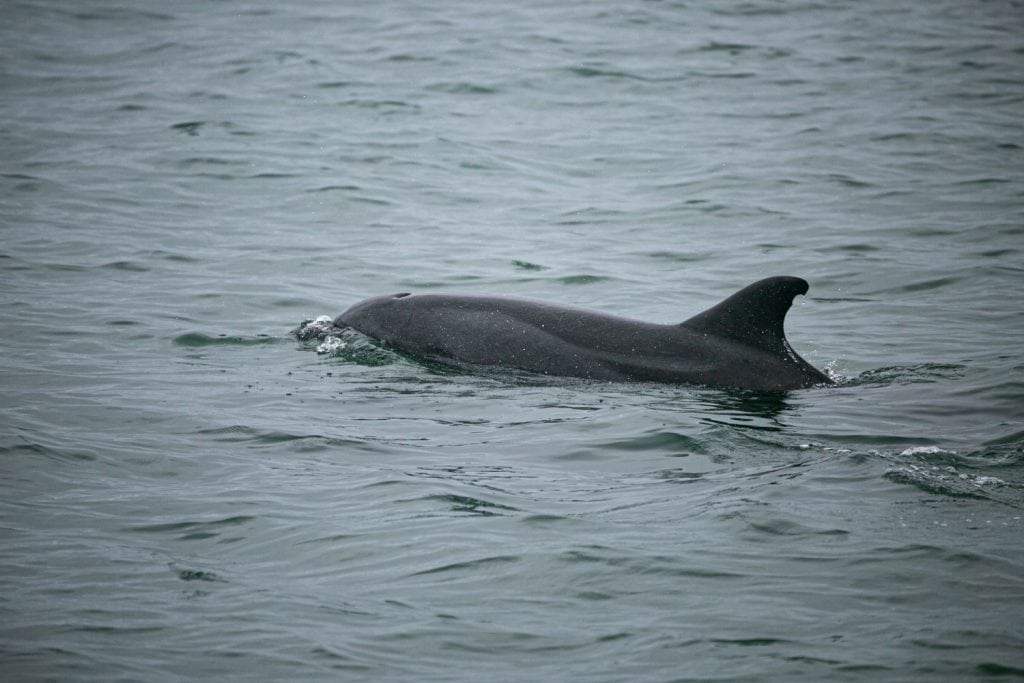 Endangered and Overlooked: The Struggle to Save the Atlantic Humpback ...
