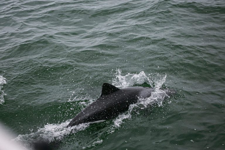 Endangered and Overlooked: The Struggle to Save the Atlantic Humpback ...