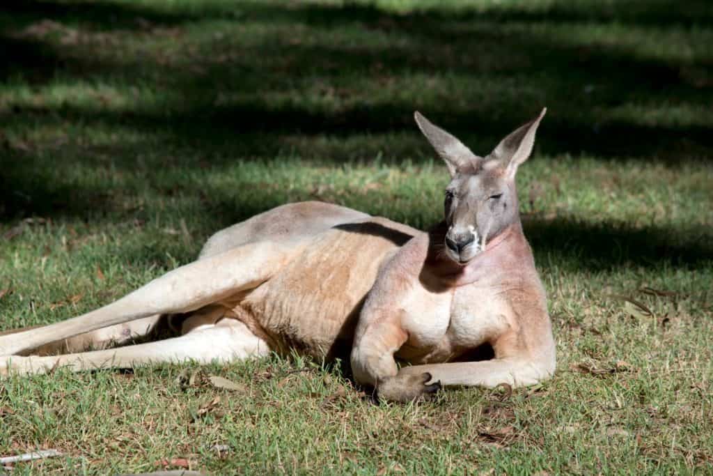 Kangaroo Muscle Mania: The Secret Behind Their Buff Bodies - A-Z Animals