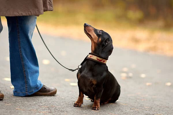 What Every Pet Owner Should Know About Leash Laws in the U.S. - A-Z Animals