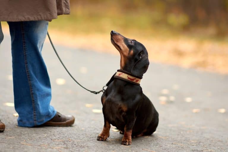 What Every Pet Owner Should Know About Leash Laws in the U.S. - A-Z Animals