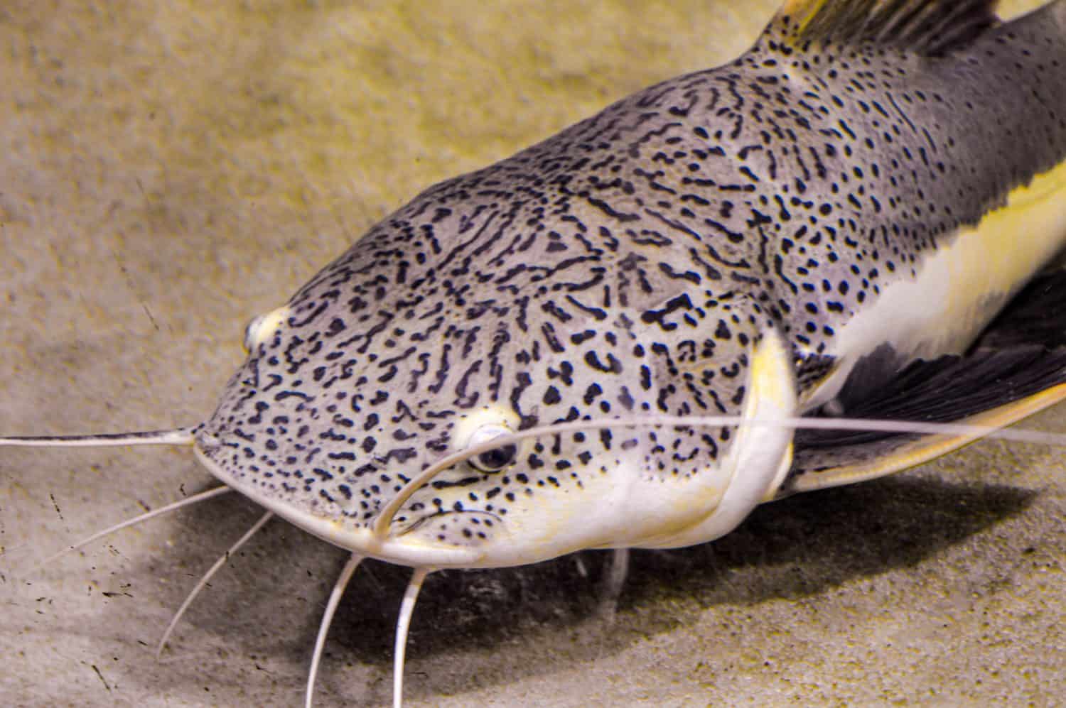 Meet the Venomous Animals That Are as Deadly as They Are Intriguing - A ...