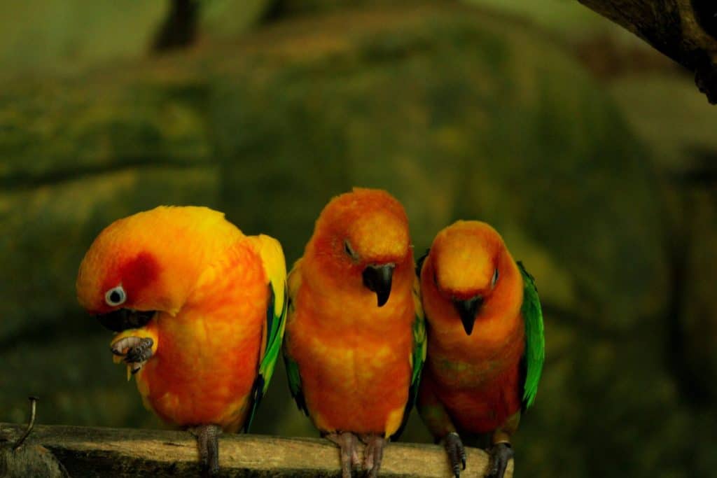 Meet These Celebrity-Obsessed Parrots - A-Z Animals