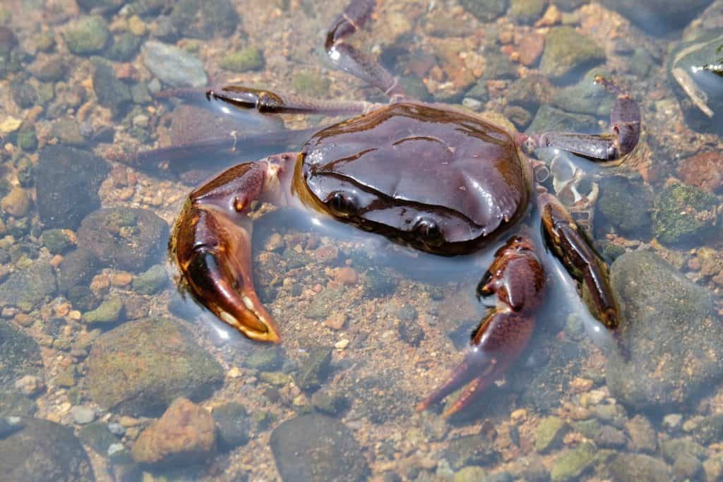 The Amazing Process of Crab Molting, Explained Step by Step - A-Z Animals