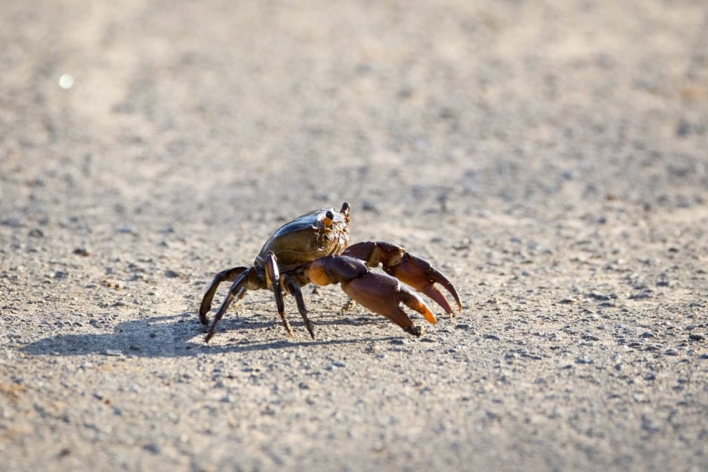 Watch the World's Boldest Crab Fend Off Curious Lions - A-Z Animals