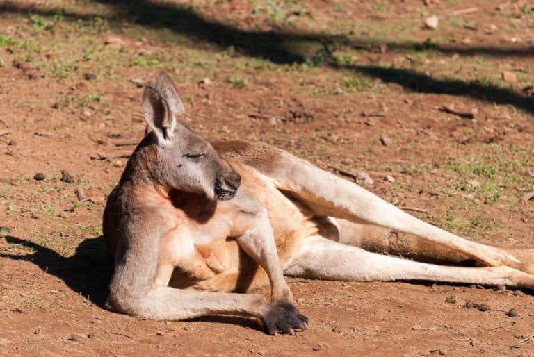 Two Kangaroos Turn a Quiet Trailer Park Into a Wild Boxing Ring - A-Z ...