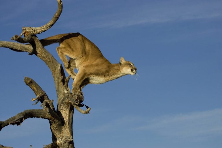 Discover the Largest Mountain Lion Ever Caught - A-Z Animals