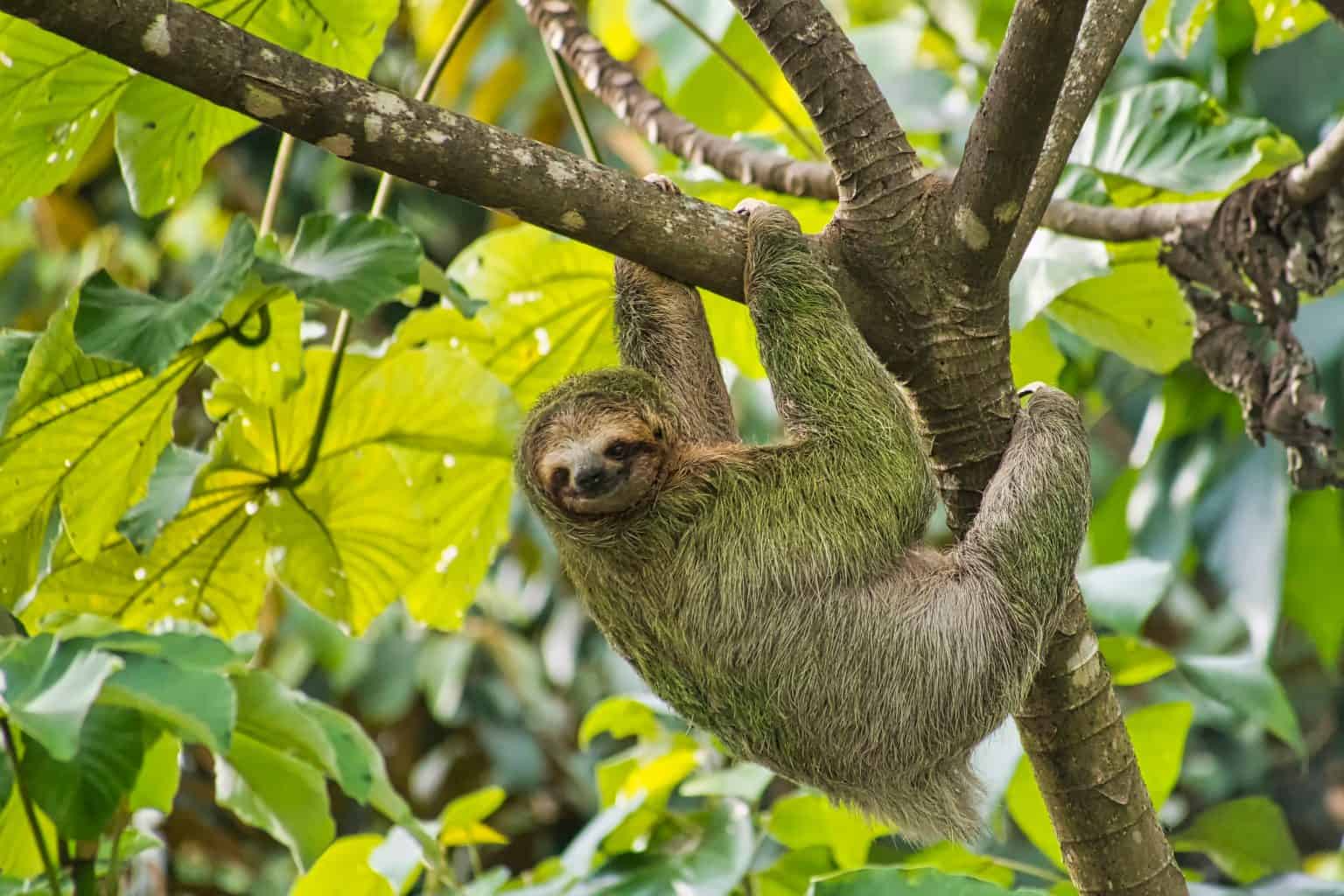Animals With Unusual Ears—and Why They Matter - A-Z Animals
