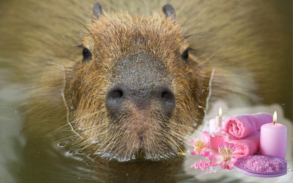Are Capybaras Friendly or Dangerous? - A-Z Animals