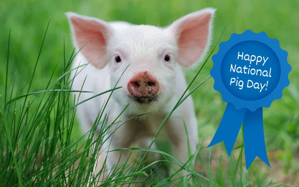 Pig Poop: Everything You've Ever Wanted to Know - A-Z Animals