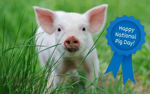 The Fascinating Story Behind National Pig Day - A-Z Animals