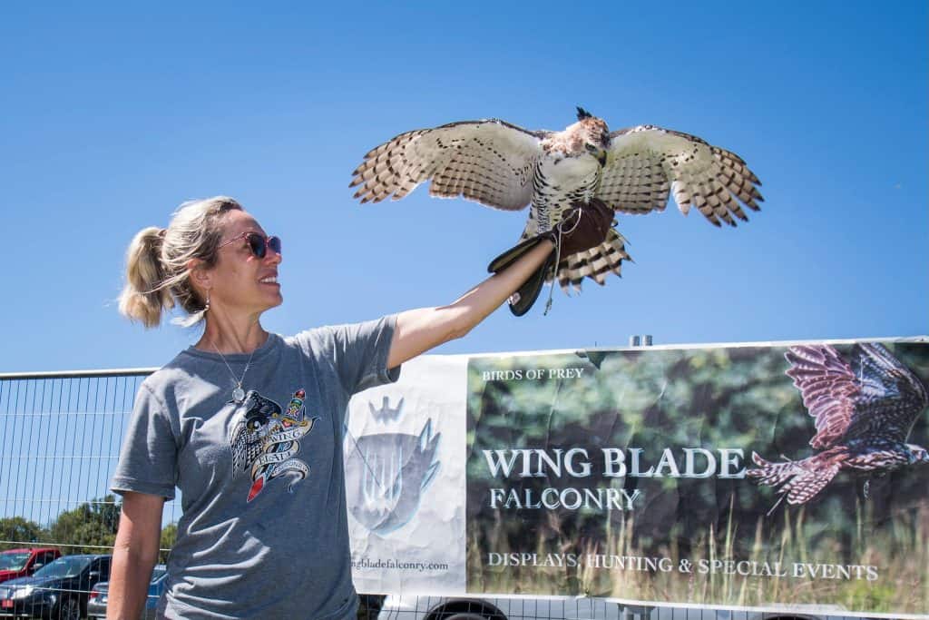 How This Hit Songwriter Found Freedom in Falconry - A-Z Animals