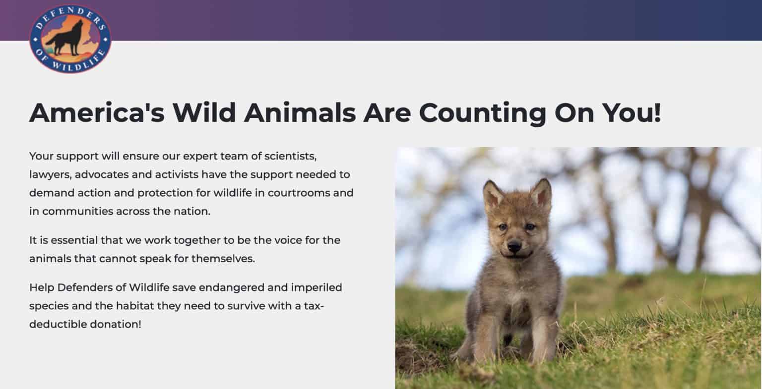 14 A-Z Animals-approved Conservation Organizations to Get Involved With