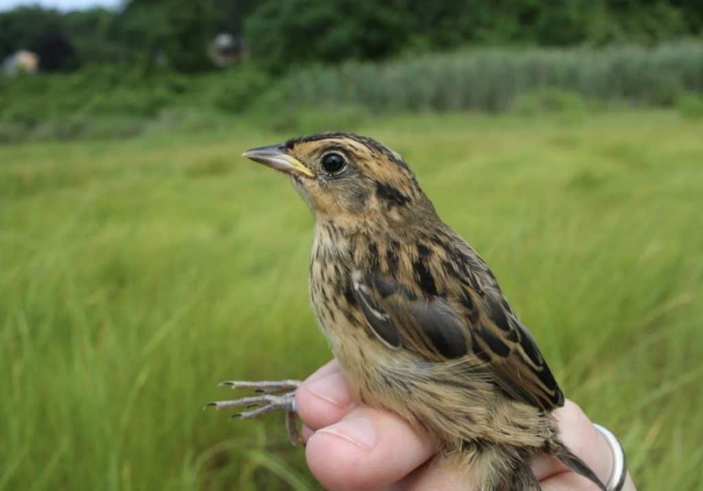 14 A-Z Animals-approved Conservation Organizations to Get Involved With