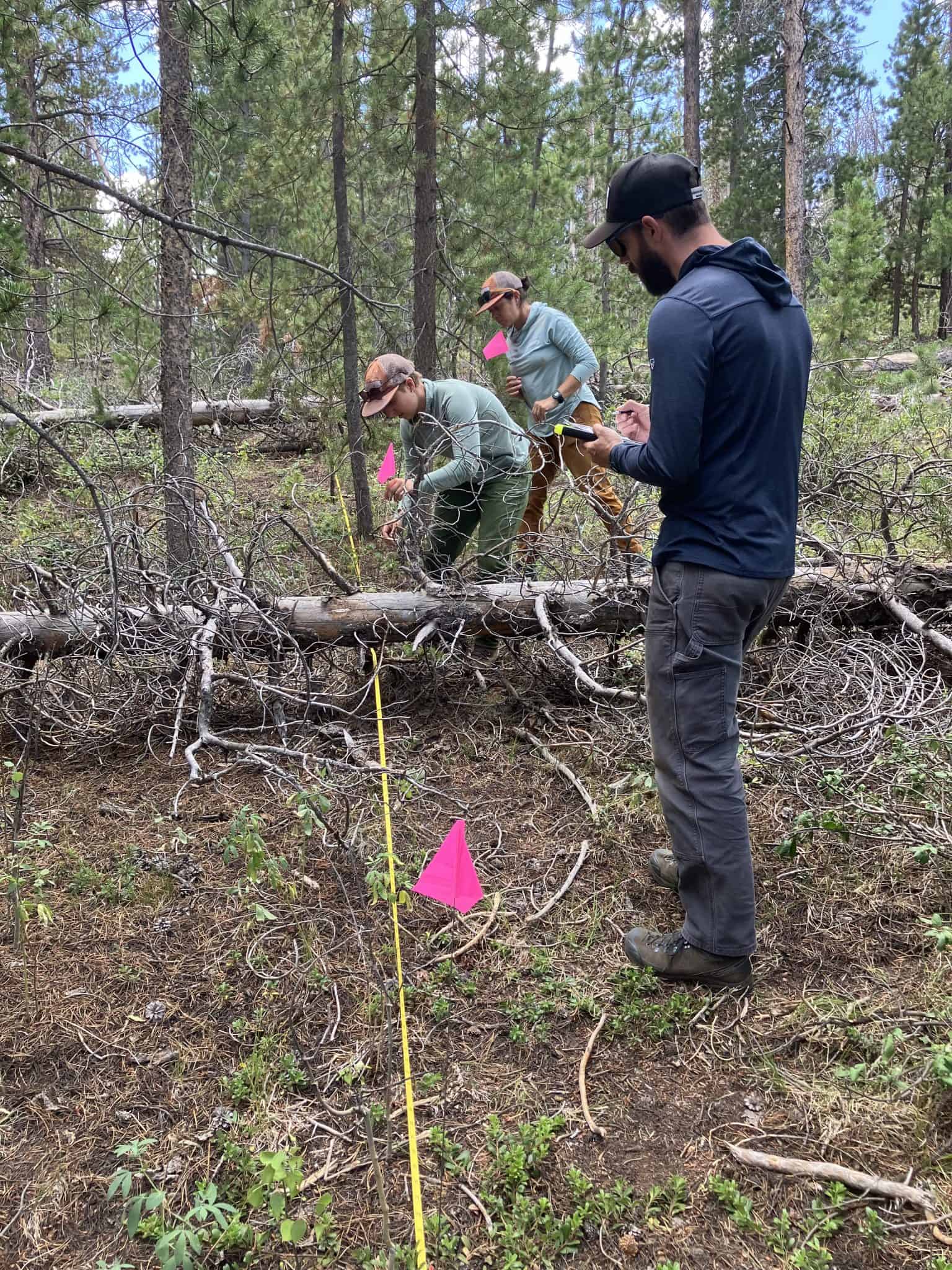 They've Cut Down 200,000 Trees in Five Years to Save the Forest ... and ...
