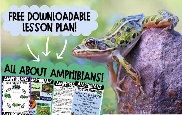 Amazing Amphibians: A 5-Day Unit Plan for Kids - A-Z Animals