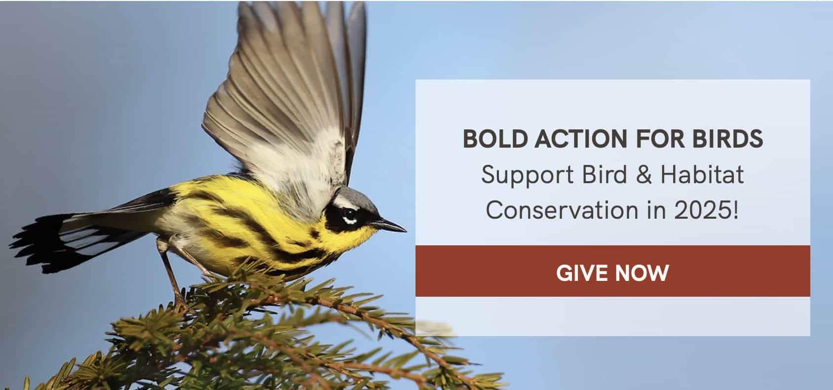 14 A-Z Animals-approved Conservation Organizations to Get Involved With