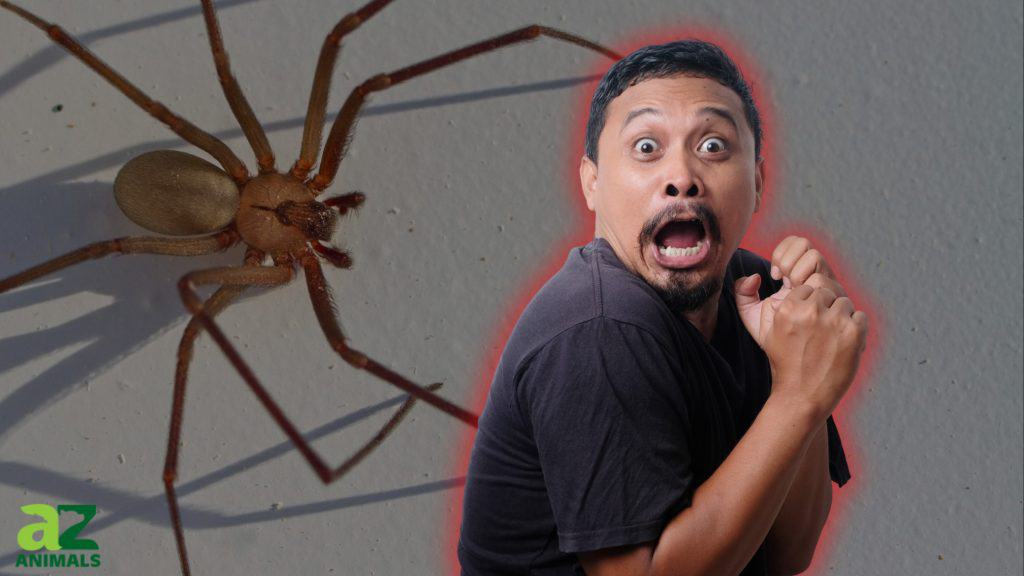 The Largest Spiders on Earth (And What They Eat) - A-Z Animals