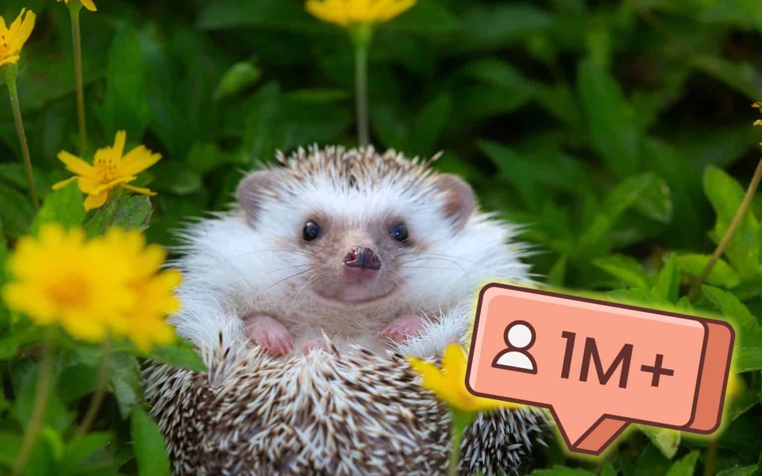 The 11 Best Animal TV Shows of All Time - A-Z Animals