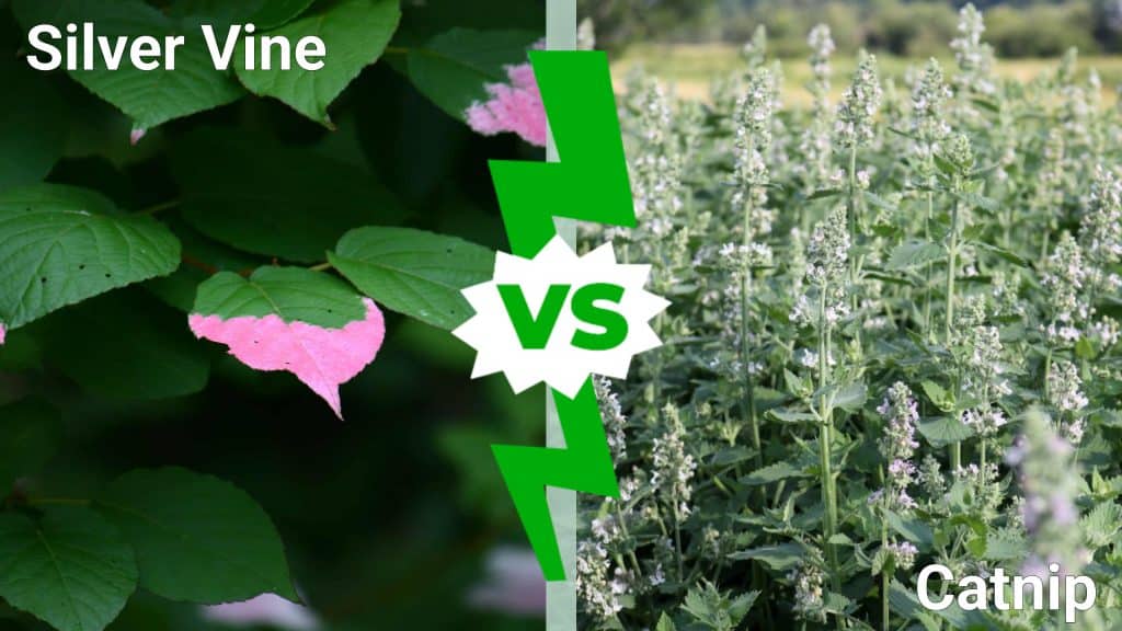 Silver Vine vs. Catnip: What Are the Differences? - A-Z Animals