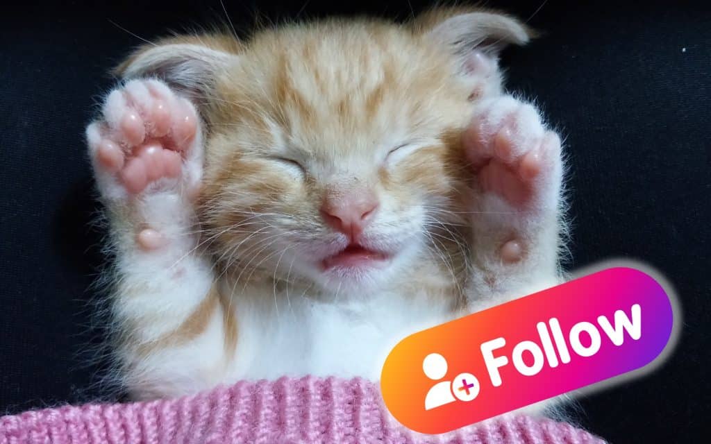 The 10 Most Adorable Farm Animals You'll See on the Internet Today - A ...