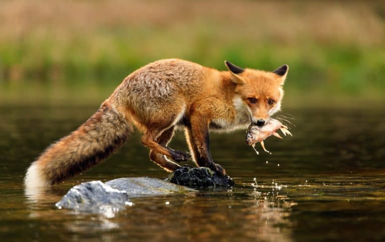 All the Animals That Call New River Gorge National Park Home - A-Z Animals