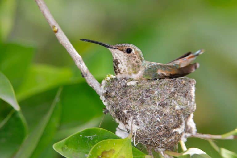 How Much Do Hummingbirds Weigh? See Their Size Compared to Other Birds ...