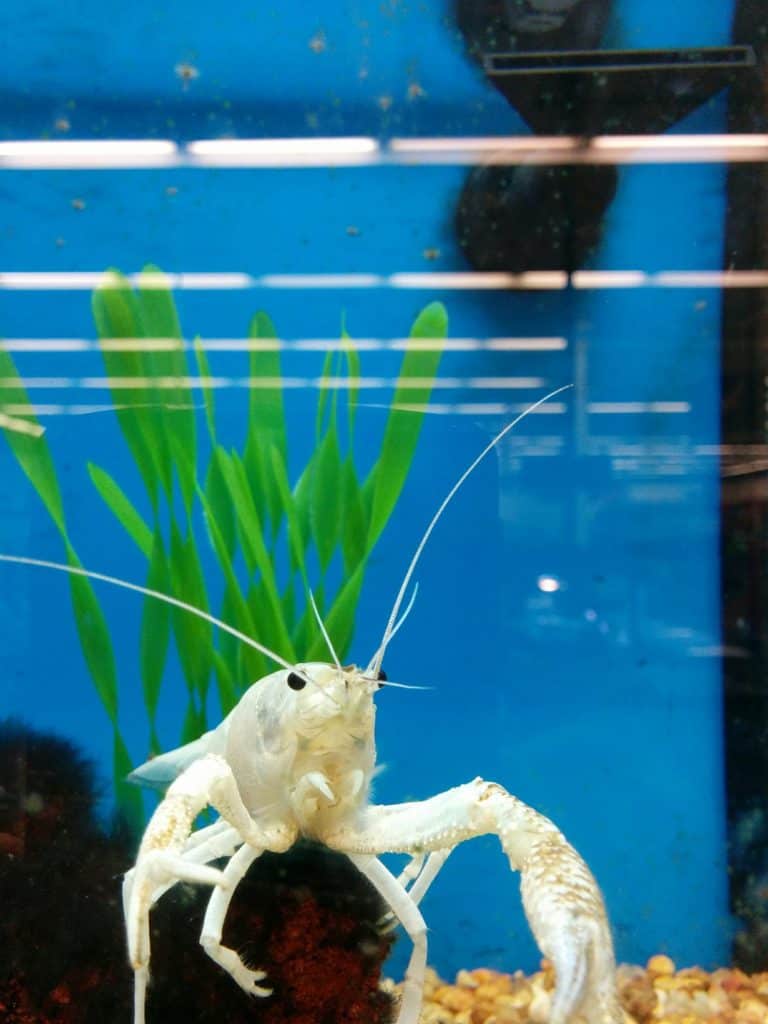 Lucky Man Finds Rare, One-in-a-Million Albino Crayfish - A-Z Animals