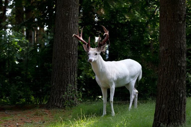Leucistic vs. Albino: What's the Difference and Why Does It Matter? - A ...
