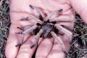The Bird-Eating Tarantula That Nightmares Are Made Of - A-Z Animals