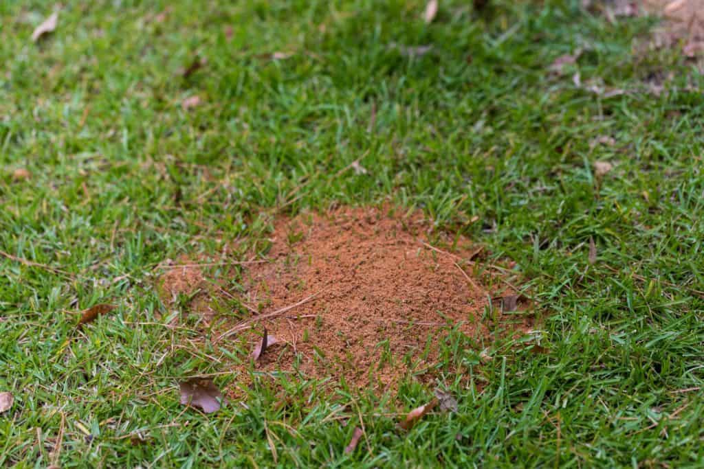 The First Thing to Do if You Step on a Fire Ant Hill - A-Z Animals