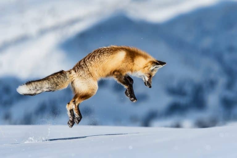 The Stealthy World of Foxes: Nature's Nimble Hunters - A-Z Animals