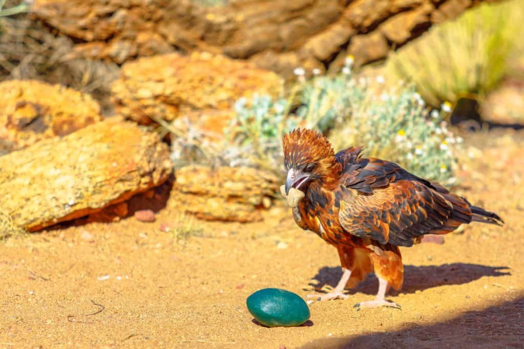 The Innovative Way a Buzzard Got Its Next Meal - A-Z Animals