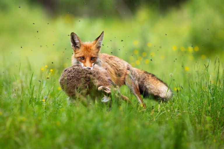 A Complete Animal Guide to Ohio's Hocking Hills State Park - A-Z Animals