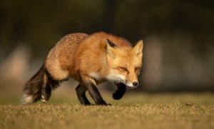 Rabbit Predators: What Eats Rabbits? - A-Z Animals