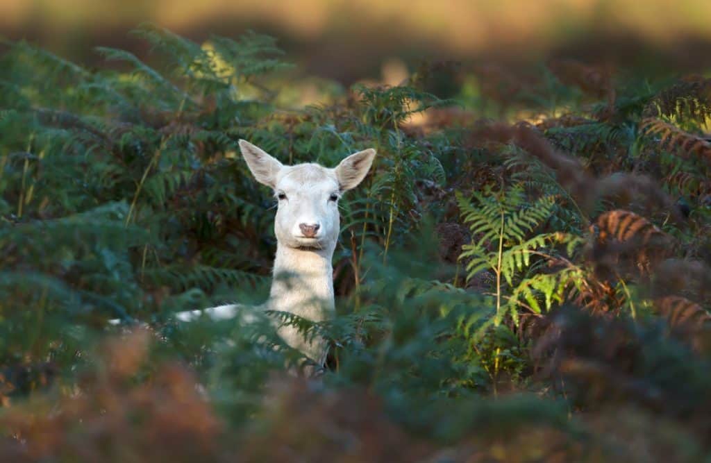 The Rare Sight of an Albino Deer - A-Z Animals