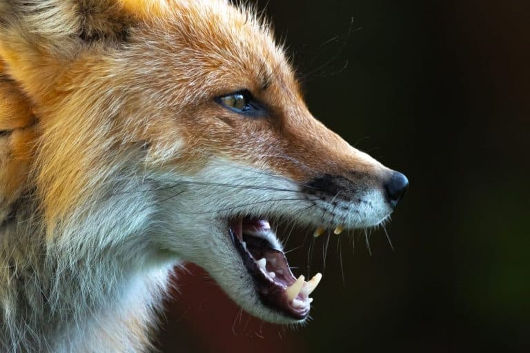 The Stealthy World of Foxes: Nature's Nimble Hunters - A-Z Animals