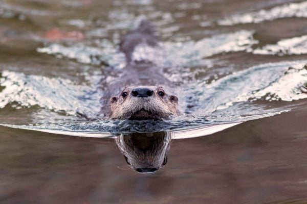 Animal Behaviors That Scientists Still Can’t Explain - A-Z Animals