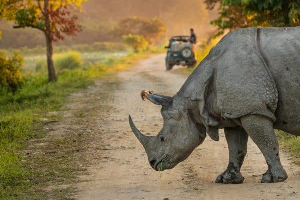 Watch A Man Walk His Pet Rhino Down The Street Like It's A Well-Trained ...