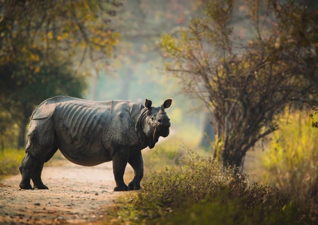 Watch A Man Walk His Pet Rhino Down The Street Like It's A Well-Trained ...