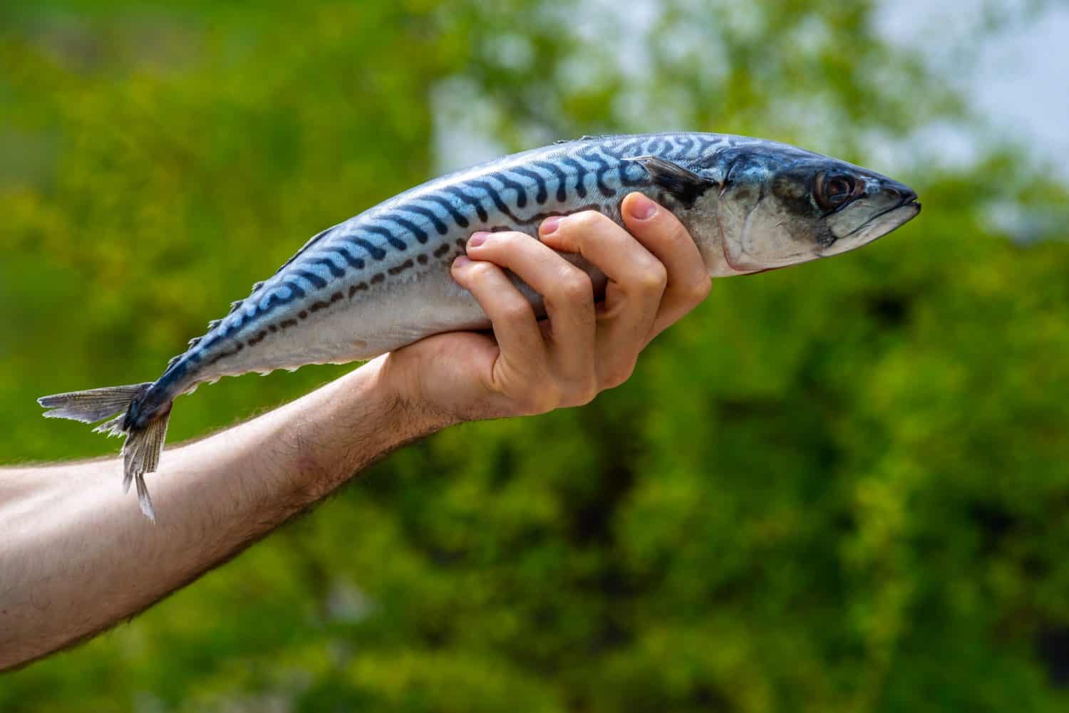 Mackerel vs. Sardines: What Are the Differences? - A-Z Animals