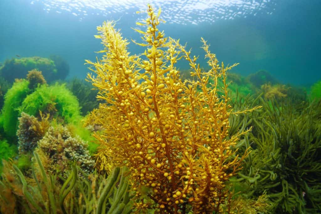 30 Incredibly Fun Facts About Dolphins - A-Z Animals Slideshows