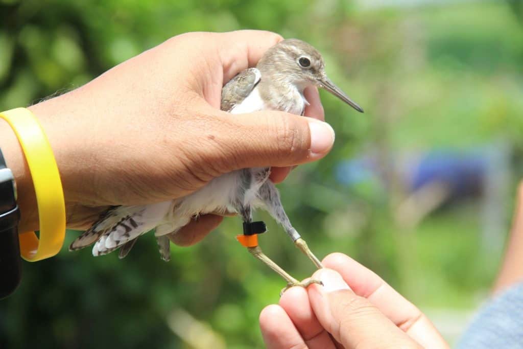 If You Love Birds, This Could Be Your Dream Job - A-Z Animals