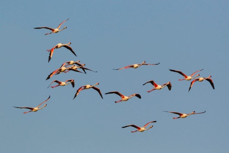 Can Flamingos Fly? - A-Z Animals