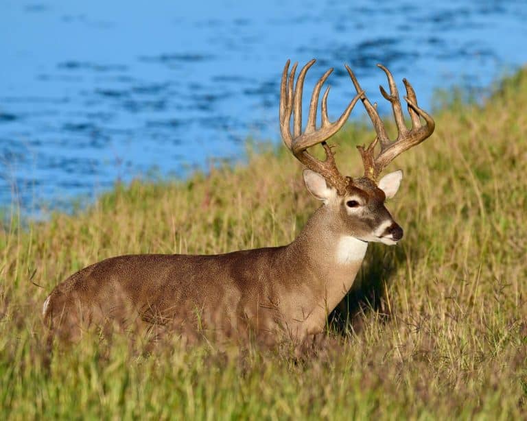 Colorado's Largest Whitetail Deer Ever Harvested Shattered Previous ...